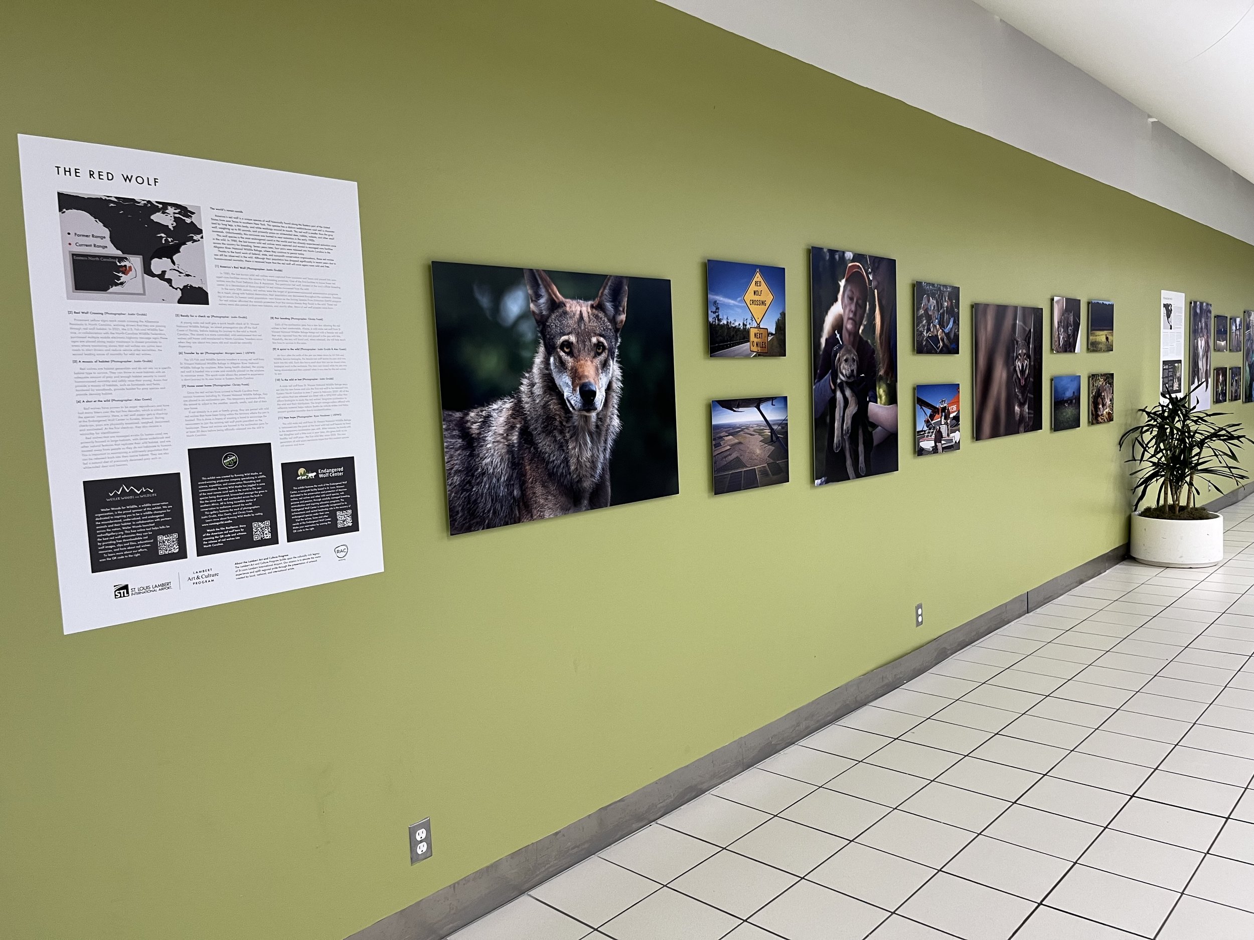 Conserving Endangered Wolves–Endangered Wolf Center - St. Louis Lambert ...